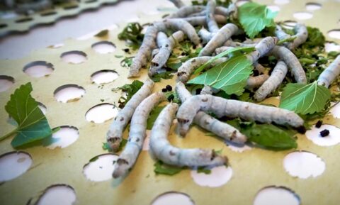 Allevamento e lavorazione seta | Museo del Tessile