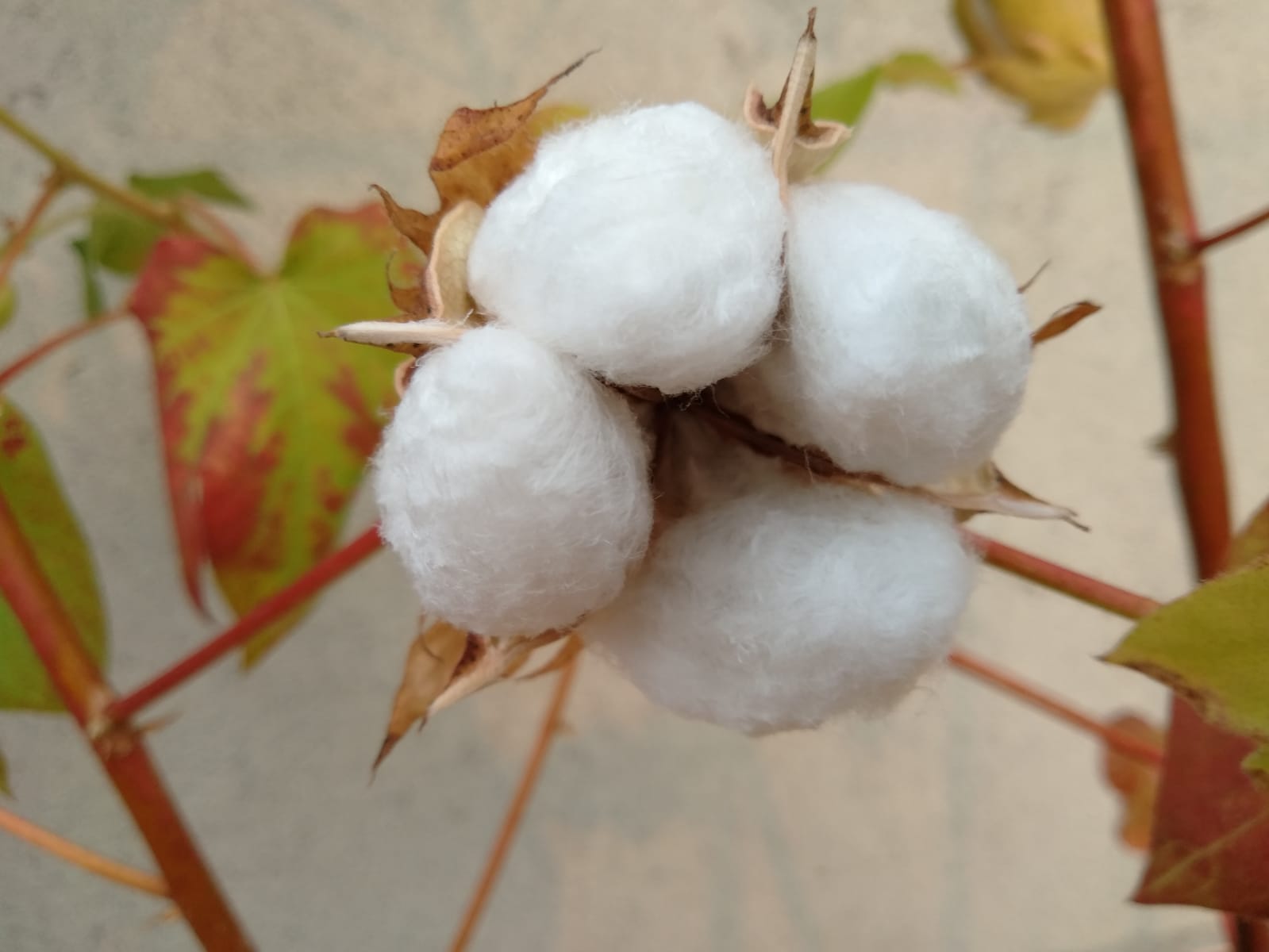 Giardino con piante tessili e tintorie | Museo del Tessile